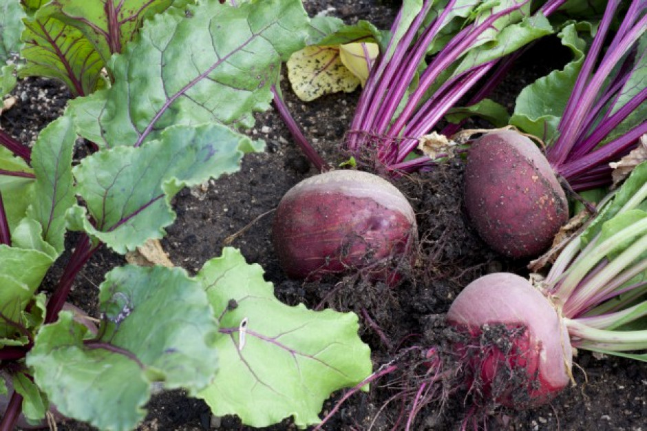 Polskie buraki ćwikłowe nowym hitem eksportowym?