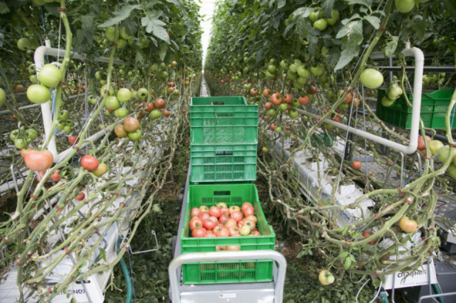 Citronex: przedłuża się uruchomienie najnowocześniejszej szklarni w Europie