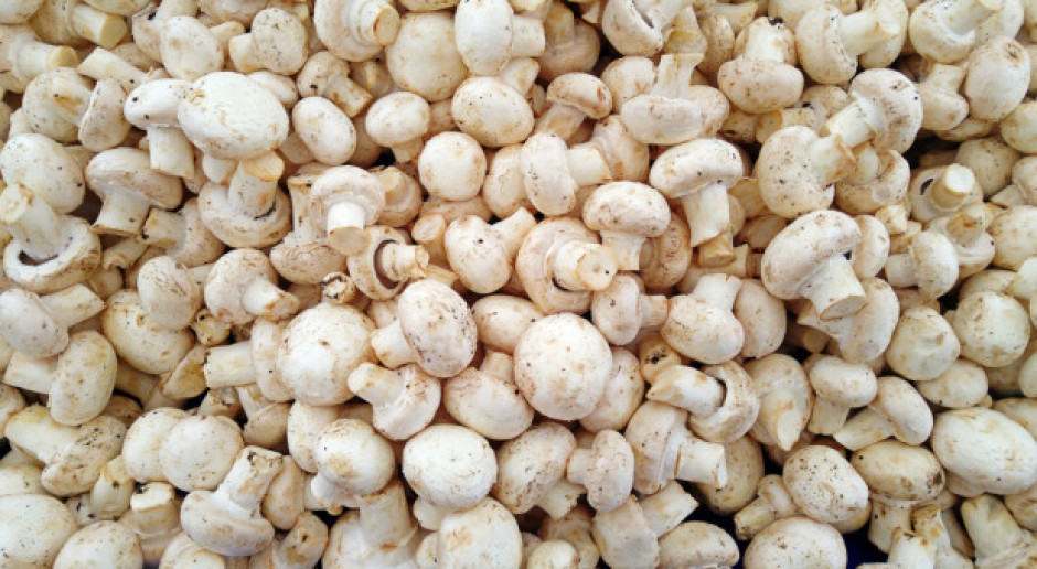 Polski fundusz i Okechamp tworzą pieczarkową potęgę