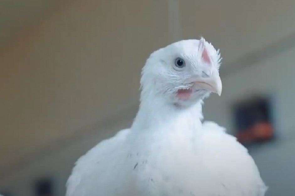 Drobiarski potentat walczy o inwestycję za 300 mln zł. "Nie ma powodu ...