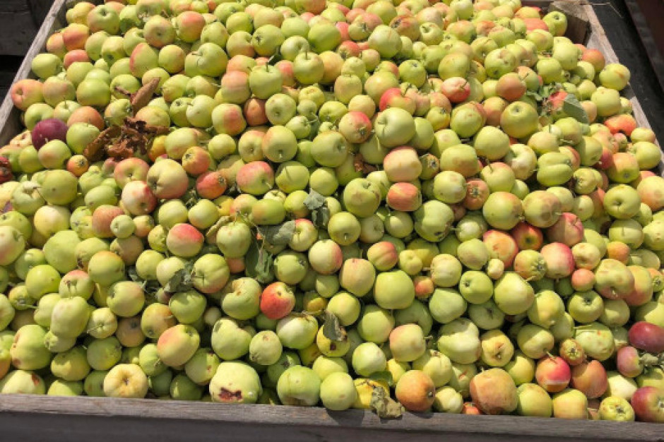 Ceny jabłek przemysłowych. Ile płacą skupy i przetwórnie?