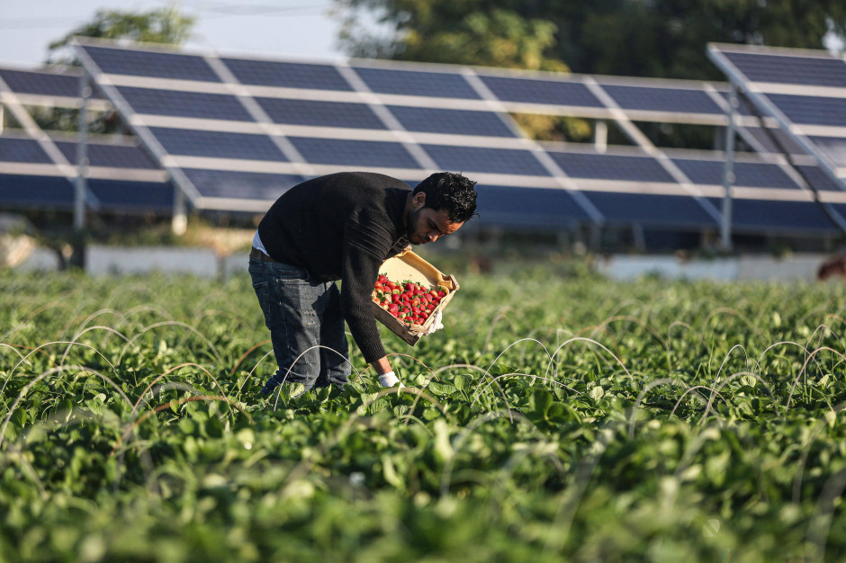 Włoscy rolnicy gotowi zwiększyć uprawy o milion hektarów
