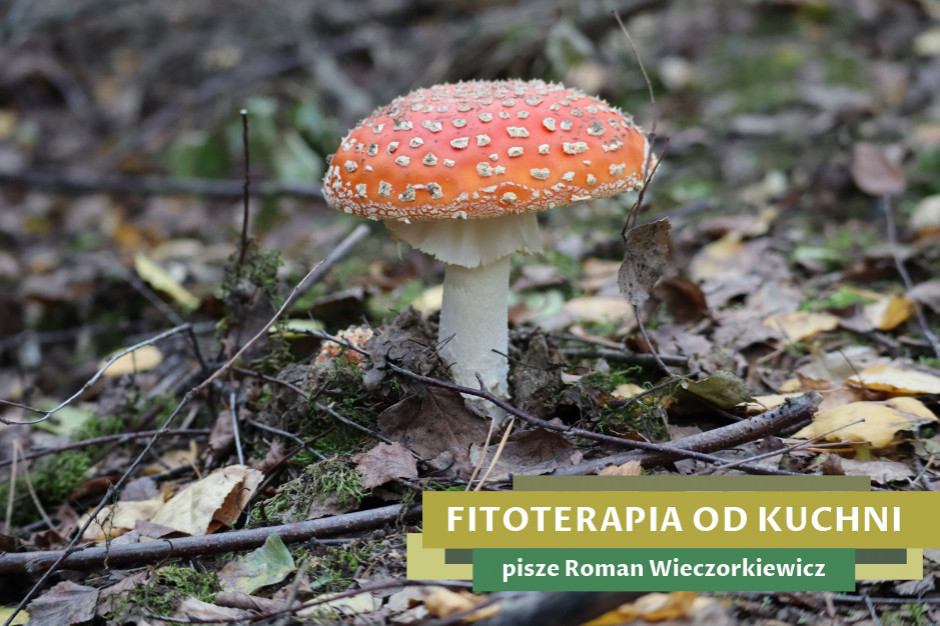 Czy muchomory są trujące? Które? Okazuje się, że nie wszystkie