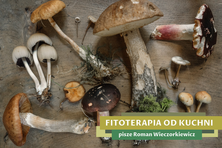 Które grzyby można jeść? Jak je rozpoznać? Gatunki grzybów w Polsce ...