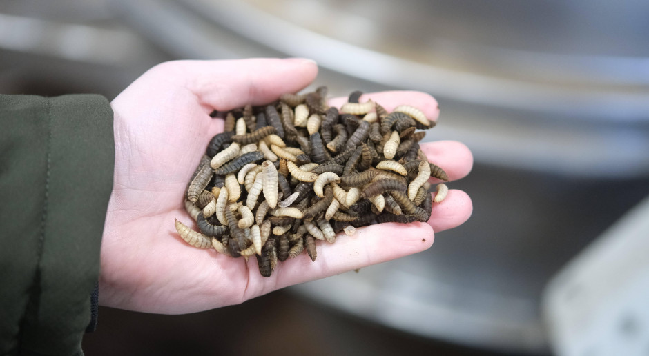Owady ratunkiem dla produkcji zwierzęcej? Ciekawy głos z branży mięsnej