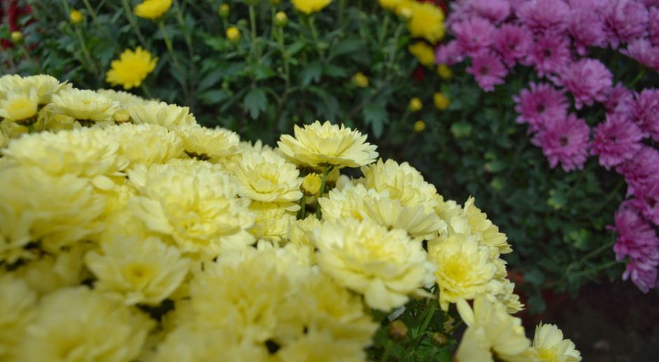 Ceny chryzantem na Broniszach: Ile kosztują w tym roku?