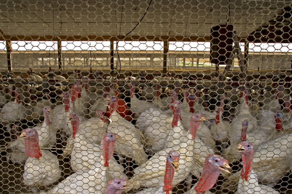 Kolejne ogniska ptasiej grypy w woj. warmińsko-mazurskim
