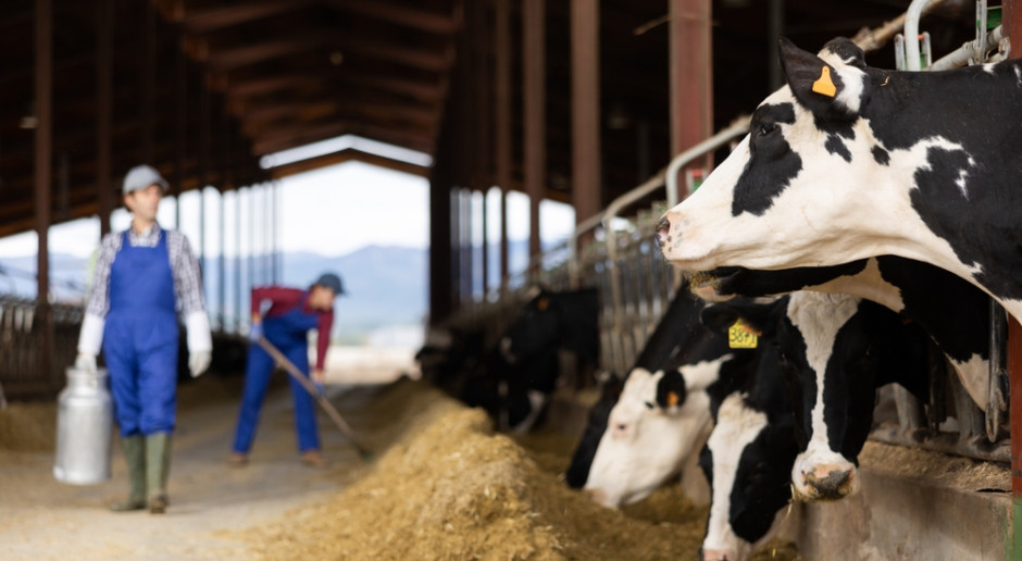 Mleko od krów karmionych paszą z dodatkiem Boaver w Polsce? Mlekovita ...